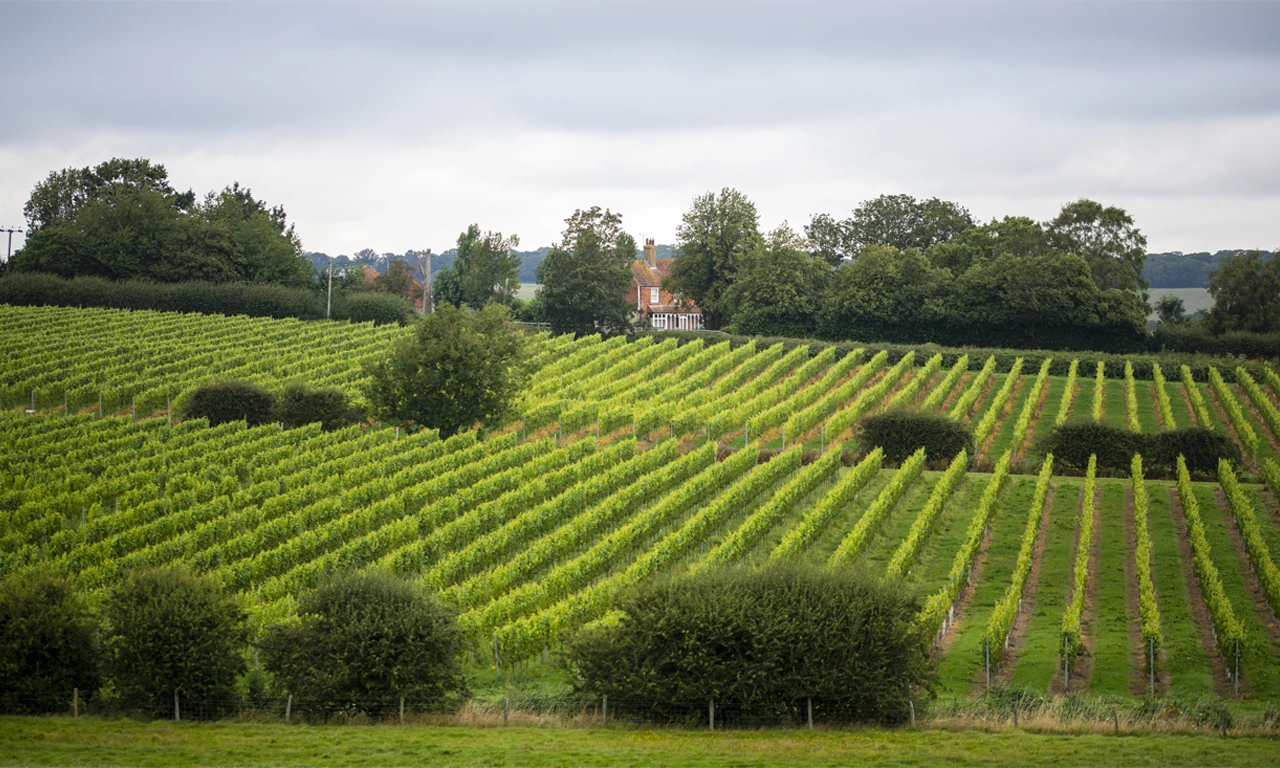 Vineyard Trellis Installation - The Vineyard Store